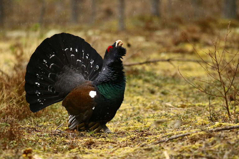 Eesti Looduse 2018.a fotovõistluse parimate album | Loodusajakiri