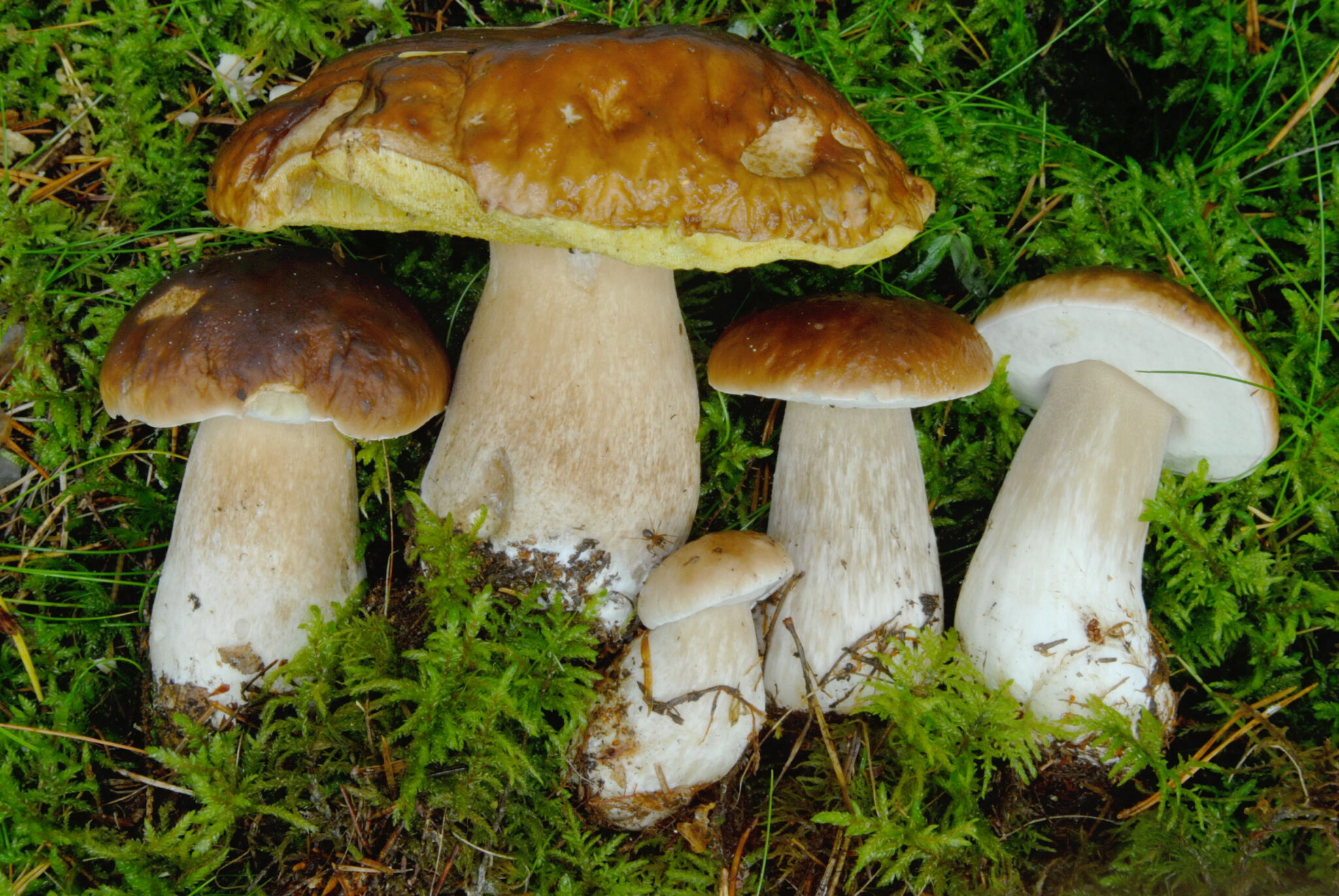 TUNNE LOODUST | Harilik kivipuravik, tema pere ja muud „kivipuravikud ...