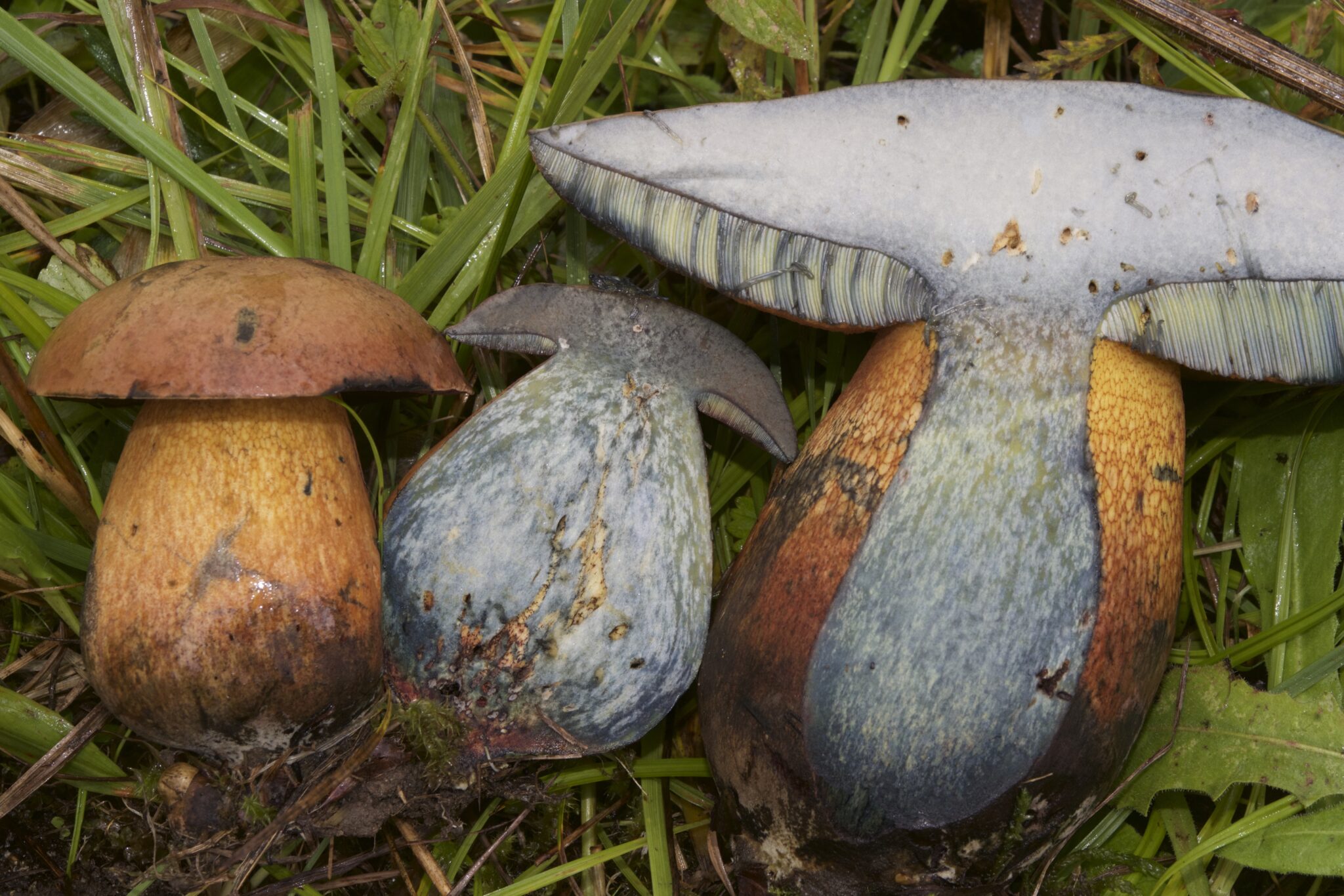 TUNNE LOODUST | Harilik kivipuravik, tema pere ja muud „kivipuravikud ...