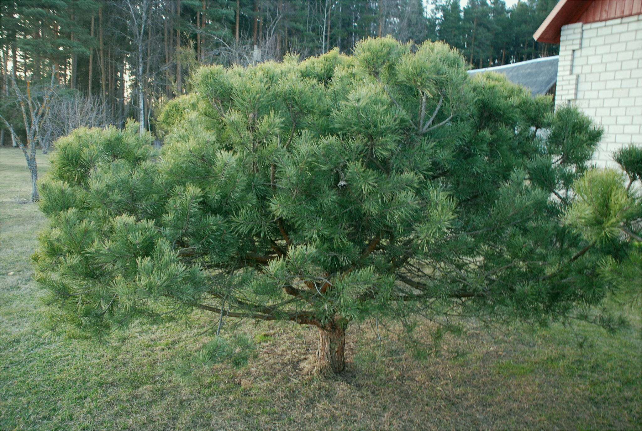 Harilik mänd, meie metsade valitseja | Loodusajakiri