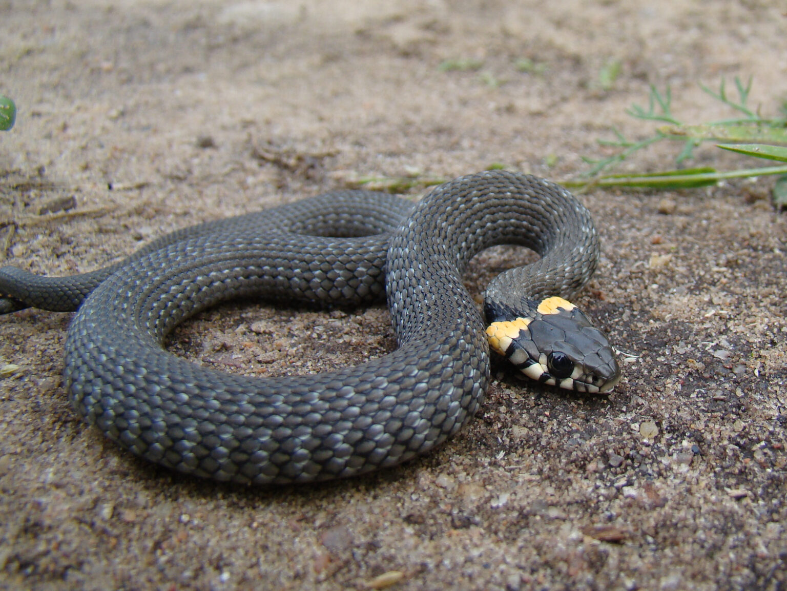 LIHTNE KÜSIDA | Kas nastik on katsudes külm? | Loodusajakiri