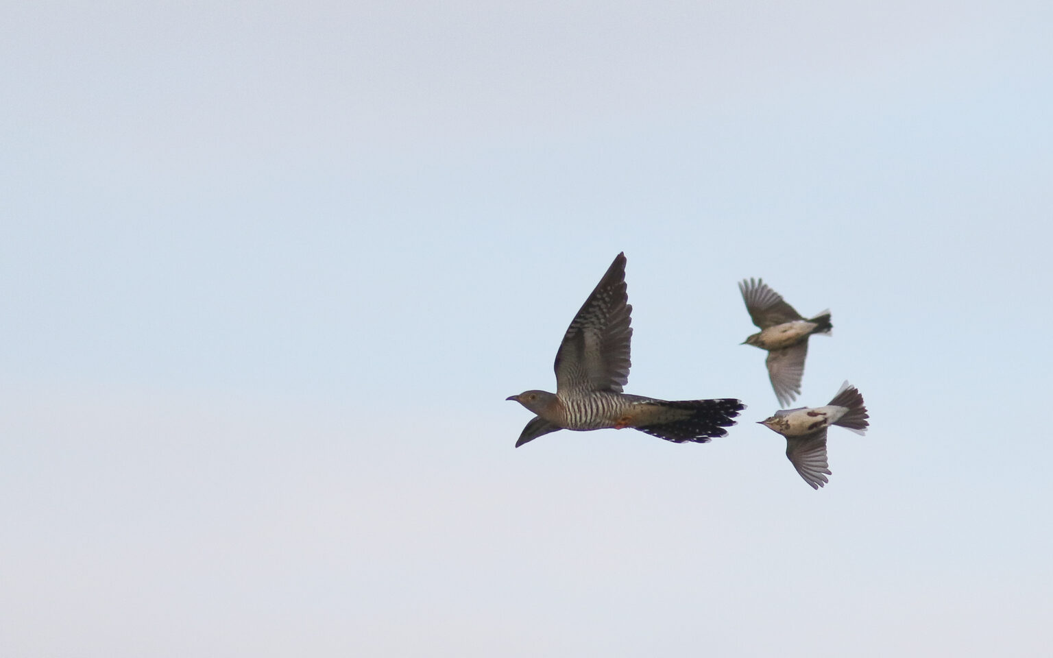 AASTA LIND | Kaugele kuulus kukulind ehk kägu | Loodusajakiri
