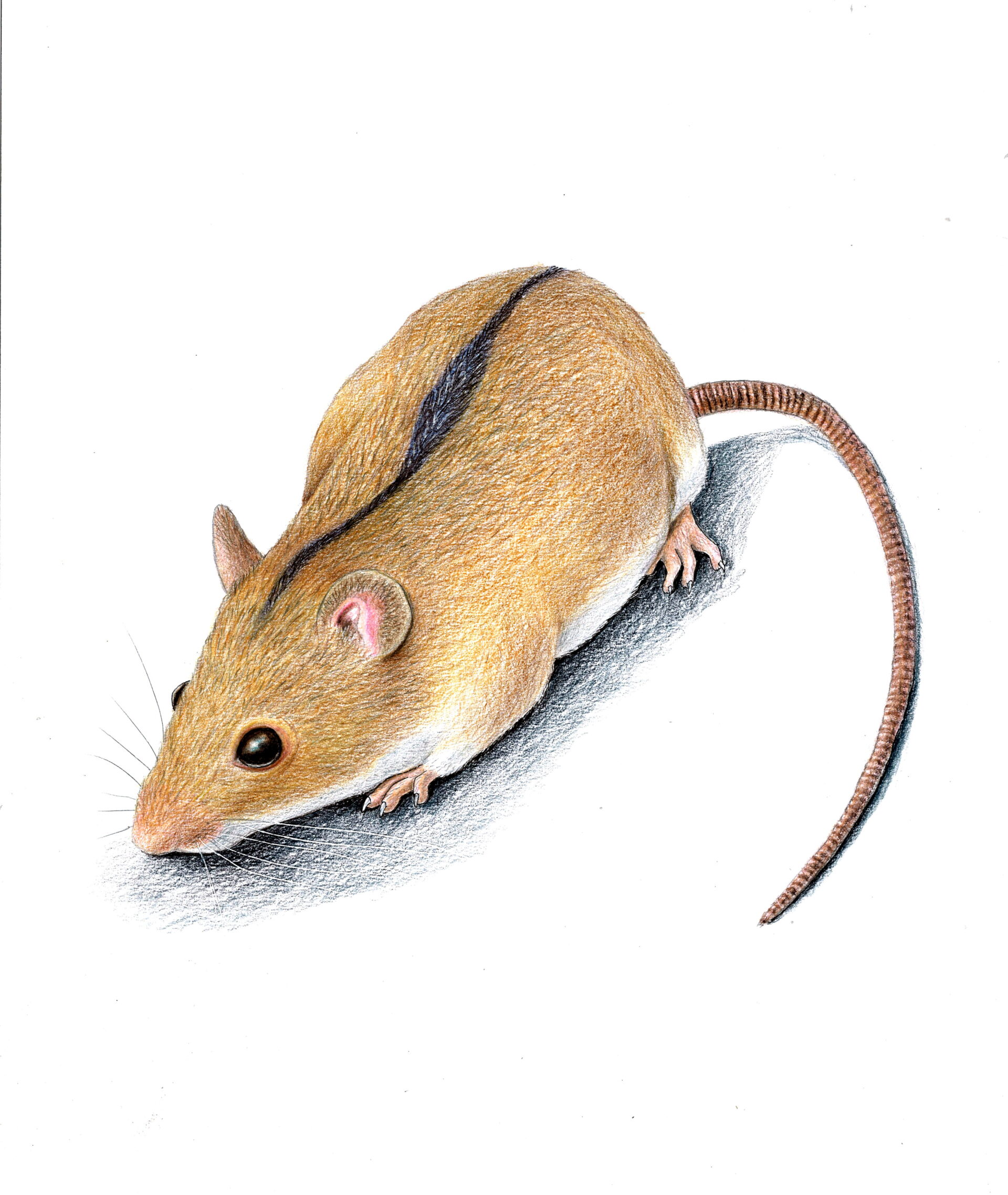 TUNNE LOODUST | Hiir tuleb tuppa | Loodusajakiri