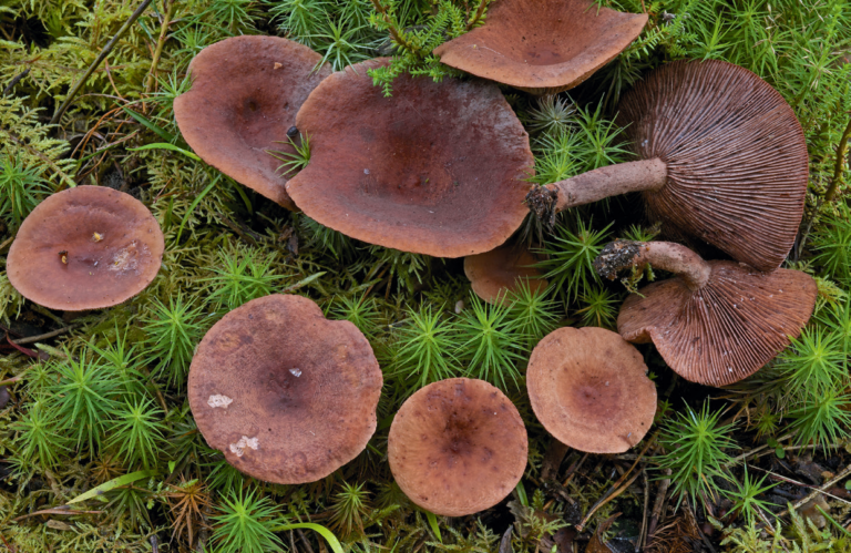 Aasta seen kamperriisikas | Loodusajakiri