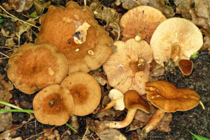 Aasta seen kamperriisikas | Loodusajakiri