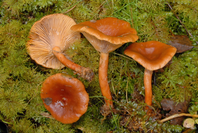 Aasta seen kamperriisikas | Loodusajakiri