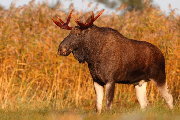 AASTA LOOM | Põder on Eesti põlisasukas | Loodusajakiri