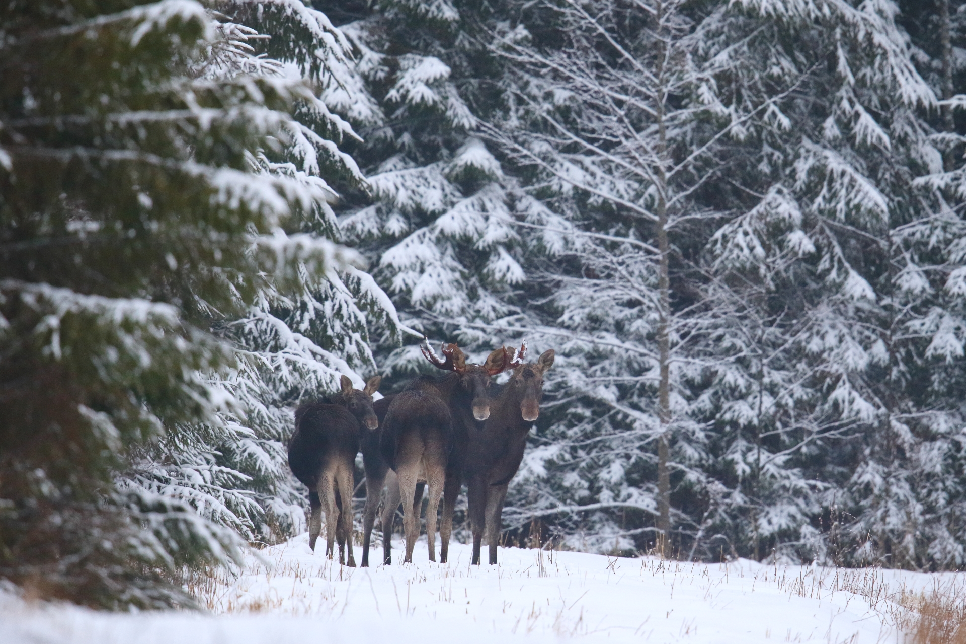 AASTA LOOM | Põder on Eesti põlisasukas | Loodusajakiri