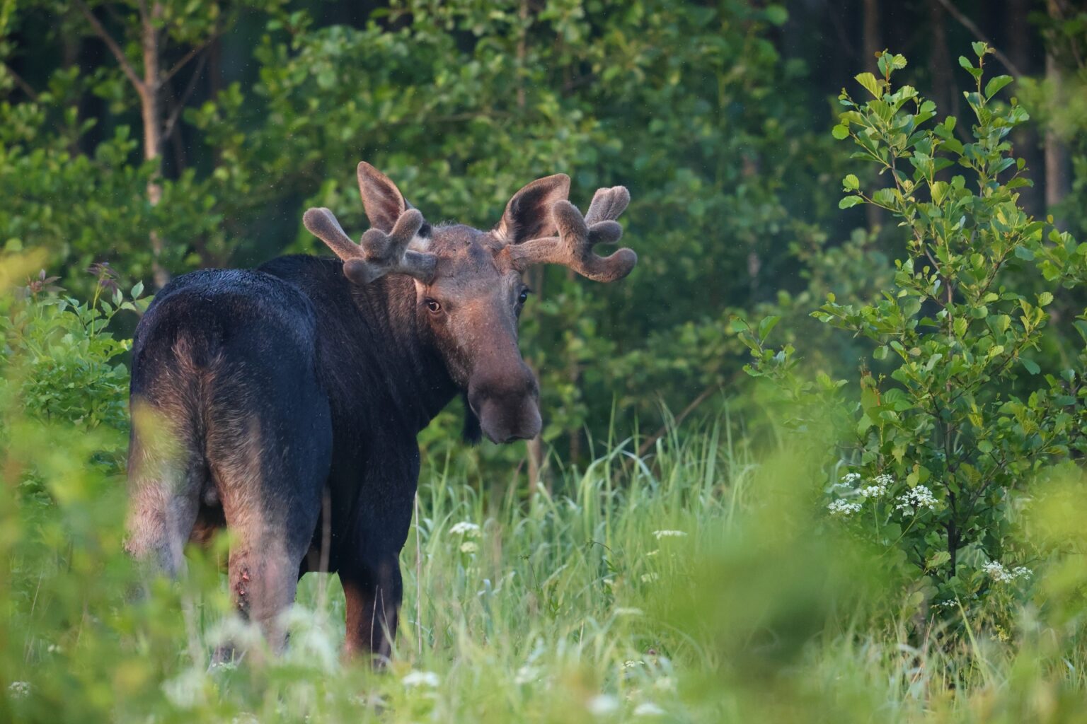 AASTA LOOM | Põder on Eesti põlisasukas | Loodusajakiri