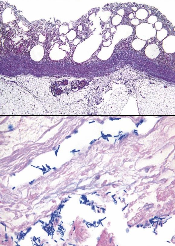 „Sööjas on varbas“ | Loodusajakiri