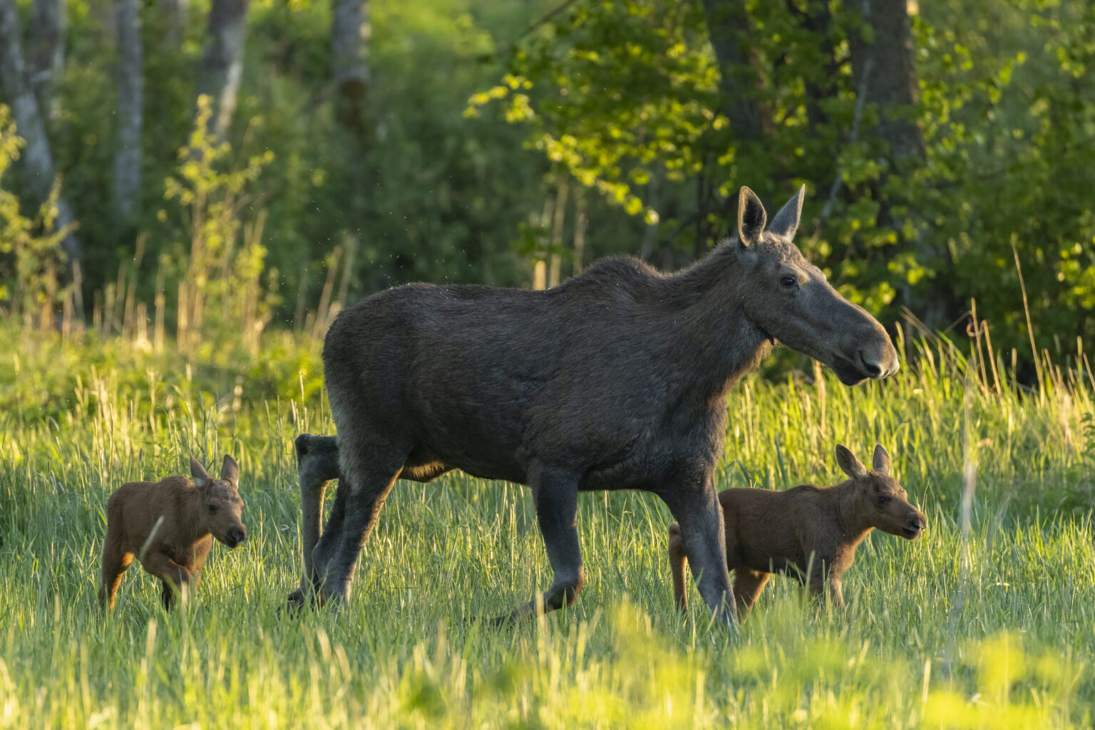 AASTA LOOM | Põder – muinasaja mälestis ja nüüdisaja suuruluk ...