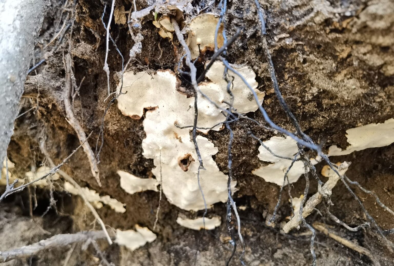 AASTA SEEN | Kuuse- ja männitõvestaja juurepess | Loodusajakiri