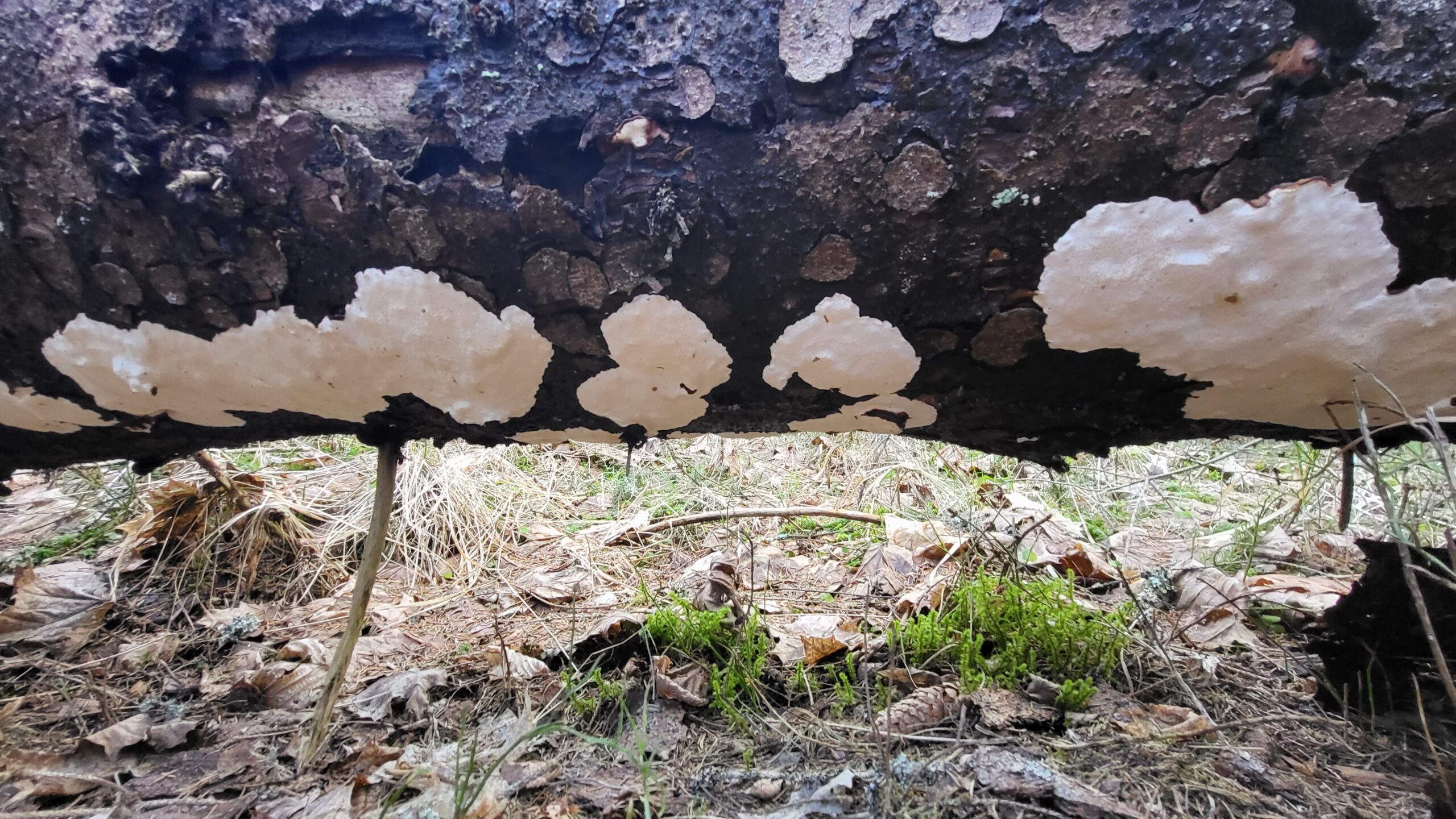 AASTA SEEN | Kuuse- ja männitõvestaja juurepess | Loodusajakiri