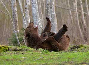 Loodusajakiri | Eesti Loodus Horisont Loodusesõber Eesti Mets Lehed ja ...